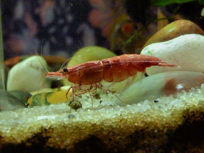 Crevette red-cherry s'alimentant